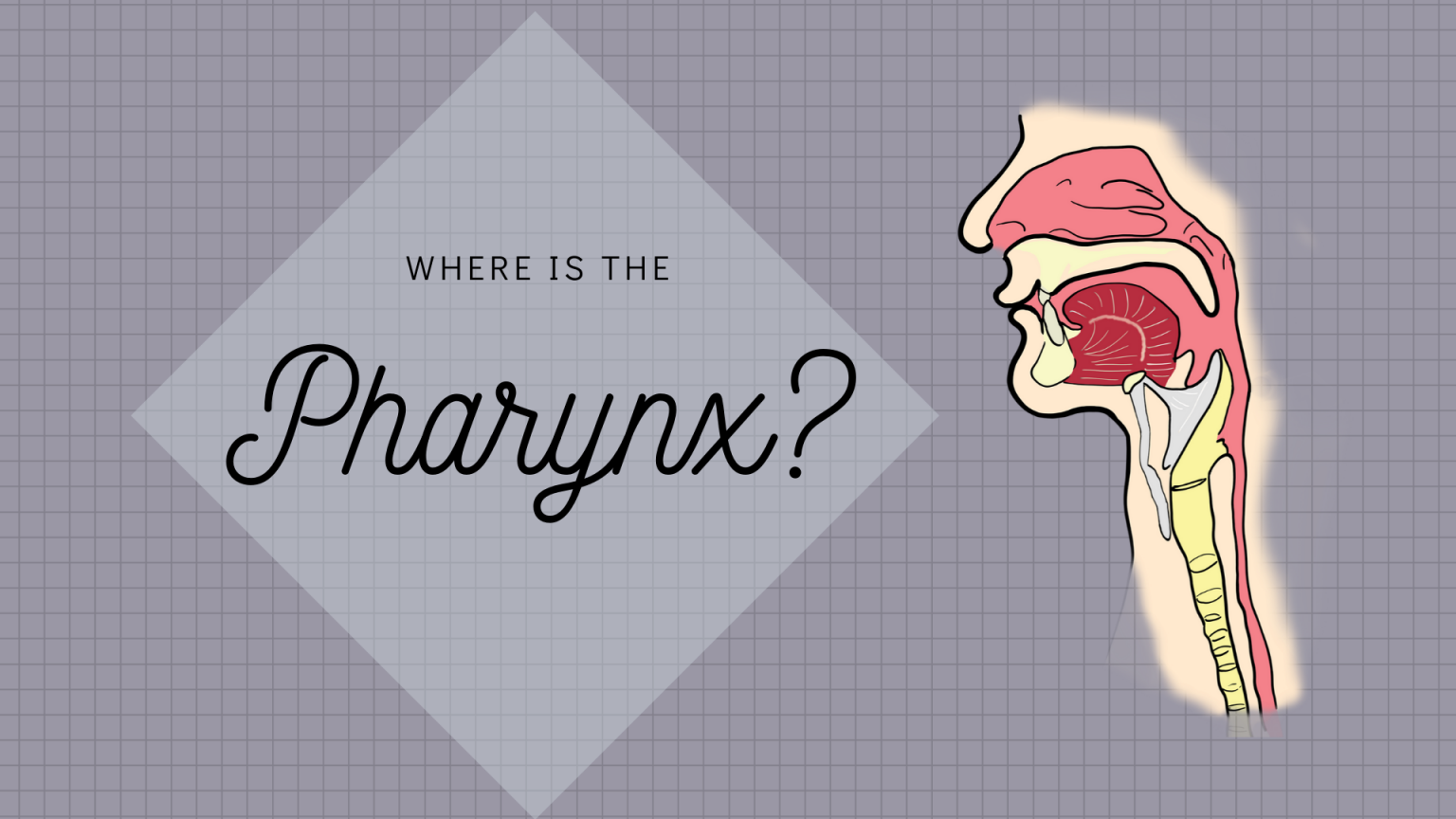 Pharynx: Function And Definition - Science Trends