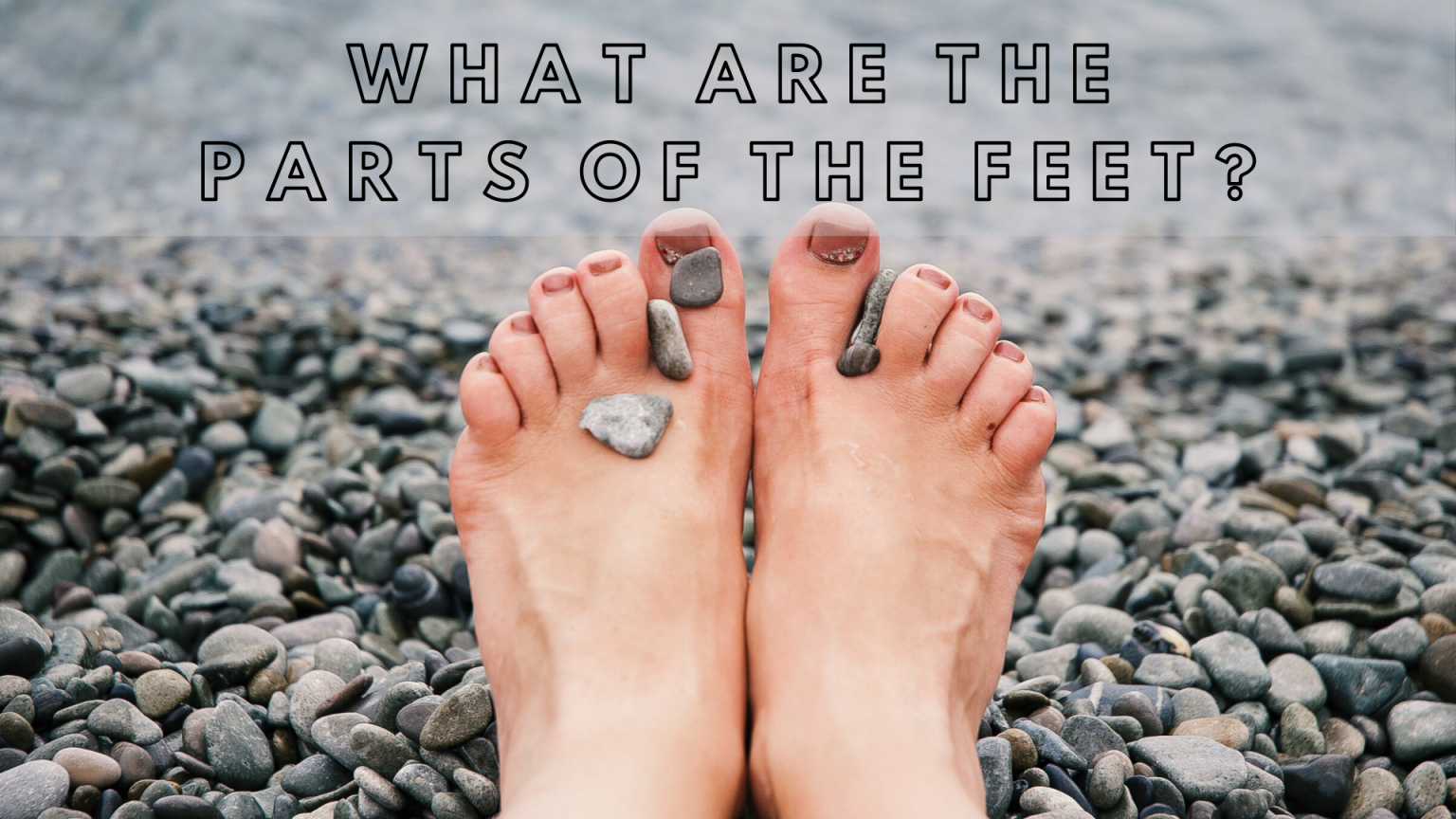 Foot Diagram: Labeled Anatomy | Science Trends