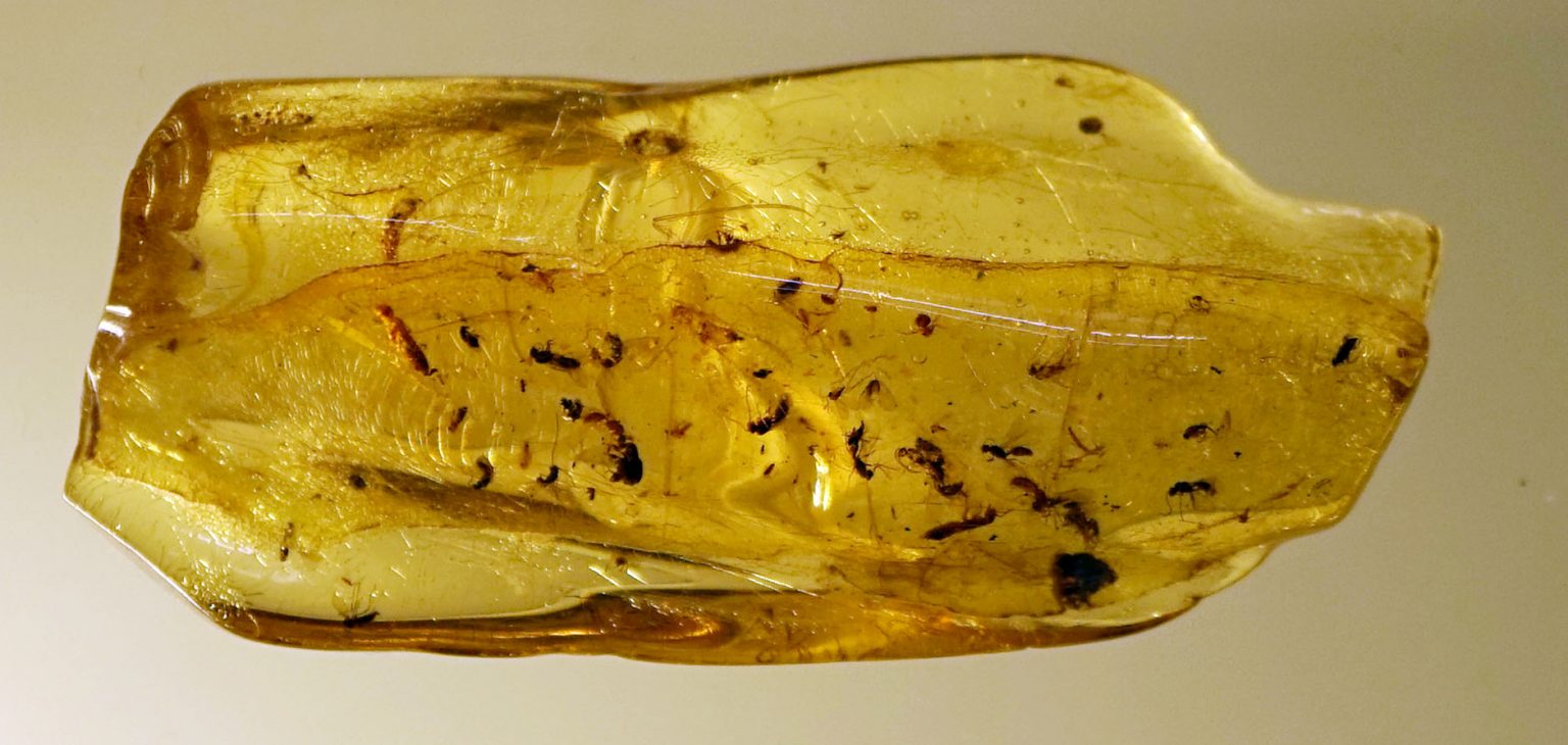 Dinosaur Era Baby Snake Found In Amber - Science Trends