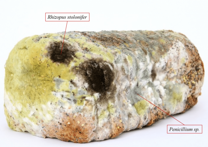 Bread Mold: How To Identify Types Of Mold - Science Trends