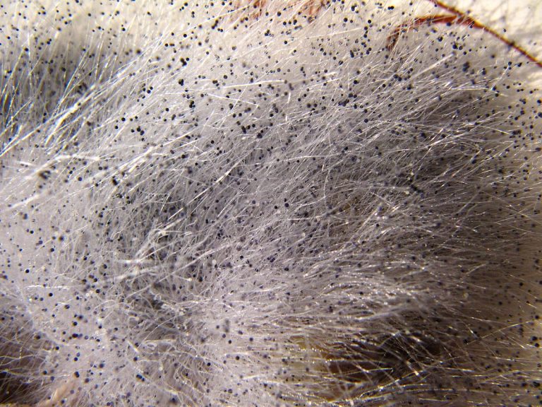 Bread Mold: How To Identify Types Of Mold - Science Trends