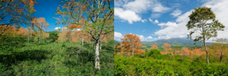Modeling Energy Balance In Complex Agroforestry Systems - Science Trends