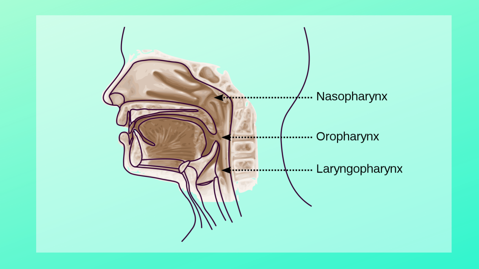 Pharynx: Function And Definition - Science Trends