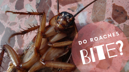 Do Roaches Bite? Protect Yourself From A Cockroach Bite - Science Trends