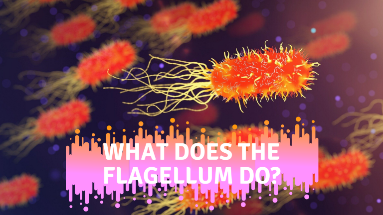 Flagella: Function And Definition - Science Trends