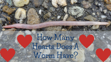 How Many Hearts Does A Worm Really Have? - Science Trends