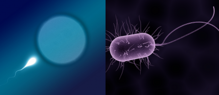 Flagella: Function And Definition - Science Trends