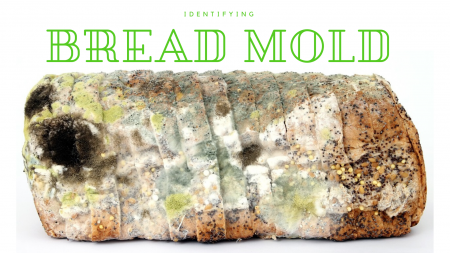 Bread Mold: How To Identify Types Of Mold - Science Trends