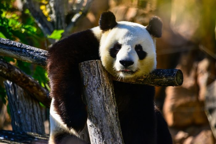 Why Are Pandas Still Endangered? | Science Trends