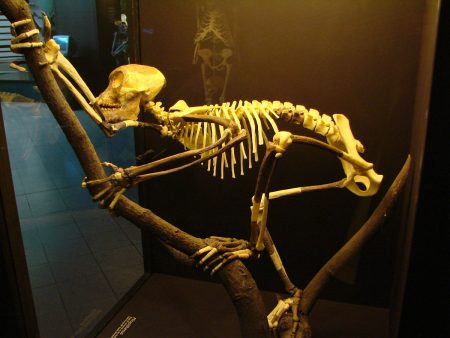 Remains Of Half-Neanderthal Half-Denisovan Girl Found - Science Trends