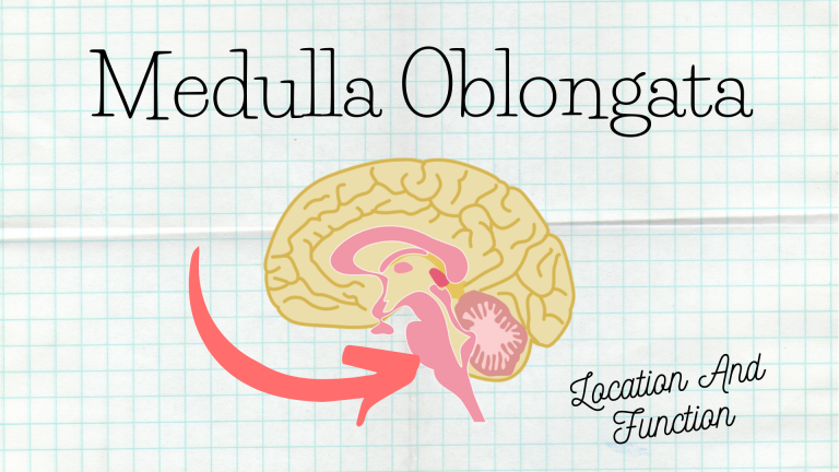 Functions Of The Medulla Oblongata - Science Trends