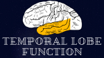 Temporal Lobe: Function And Definition - Science Trends