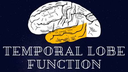 Temporal Lobe: Function And Definition - Science Trends