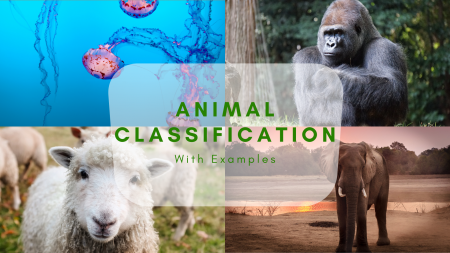 Animal Classification And Chart - Science Trends