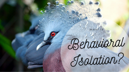 Behavioral Isolation: How It Works And What It Means - Science Trends