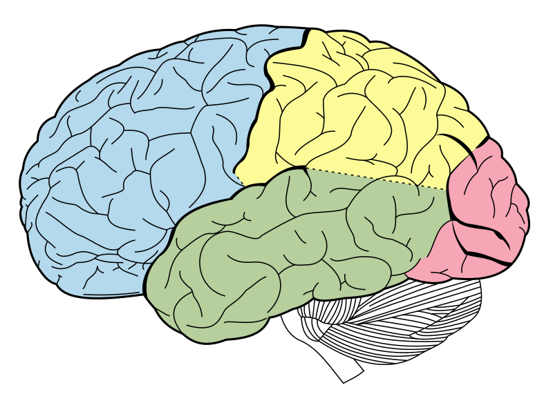 Temporal Lobe: Function And Definition - Science Trends