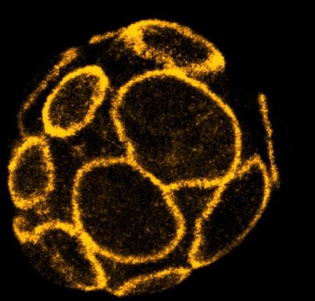 The Role Of Actin Rings In Early Embryo Development - Science Trends