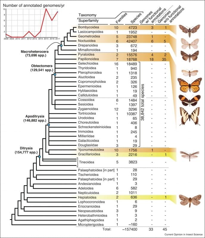 Current Knowledge Of Lepidoptera Genomes And Future Directions ...