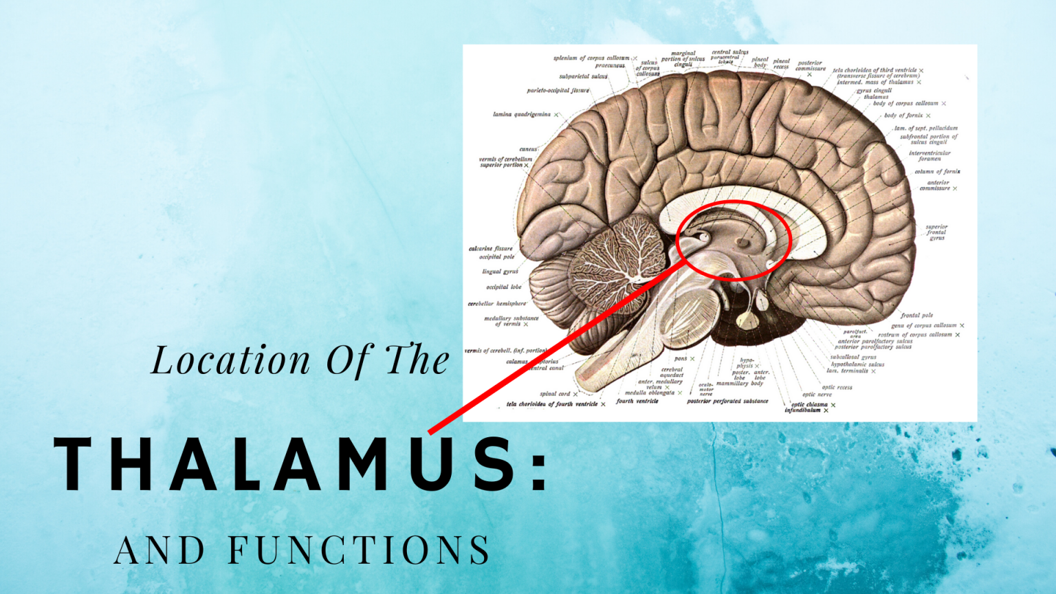 Functions Of The Thalamus Science Trends