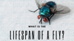 What Is The Lifespan Of A Fly? | Science Trends