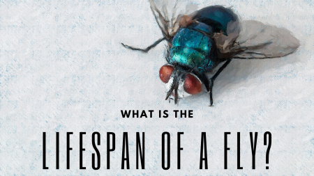 What Is The Lifespan Of A Fly? | Science Trends