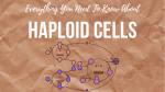Haploid Cell: Definition And Examples - Science Trends