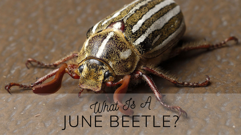 What Is A June Bug? - Science Trends