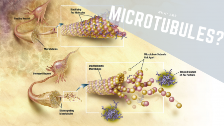 The Function Of Microtubules: Plant And Animal Cells - Science Trends
