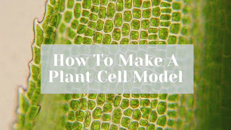 Plant Cell Model: Fun Projects Ideas - Science Trends