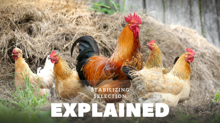 Stabilizing Selection: Examples And Definition - Science Trends