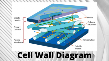 Cell Wall Function - Science Trends