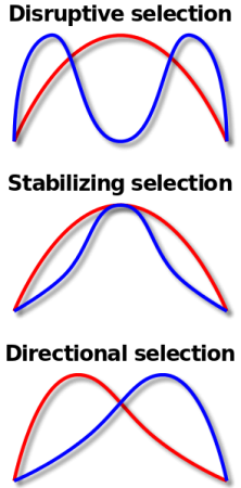 Stabilizing Selection: Examples And Definition - Science Trends