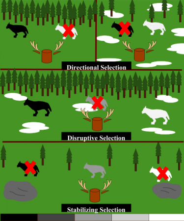 Stabilizing Selection: Examples And Definition - Science Trends
