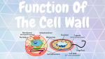 Cell Wall Function - Science Trends