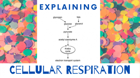 Aerobic Cellular Respiration: Definition And Steps | Science Trends