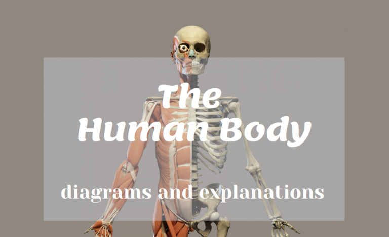 List Of Human Body Parts Names - Science Trends