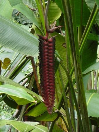 Tropical Rainforest Plants: From Rare To Common - Science Trends