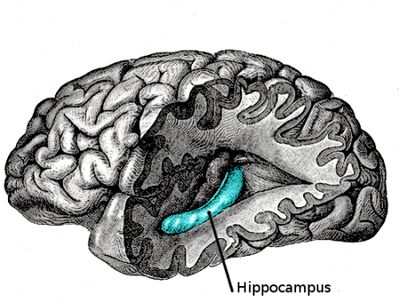 Hippocampus Function: What Does It Do? - Science Trends