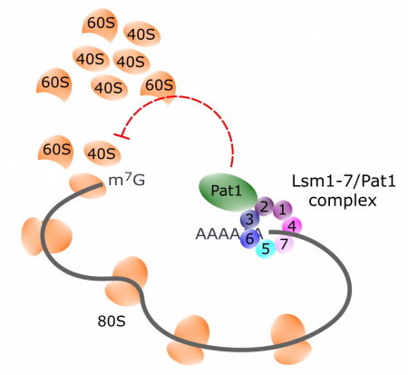 Exploring How An RNA-binding Protein Affects Stress-exposed Cells ...