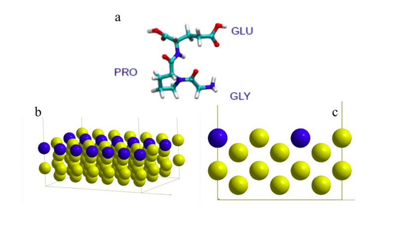 GLY-PRO-GLU Tripeptide Gold Surface Reconstruction Investigated At The ...