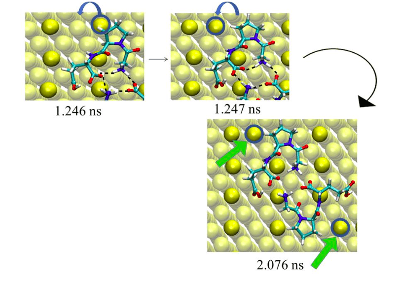 GLY-PRO-GLU Tripeptide Gold Surface Reconstruction Investigated At The ...