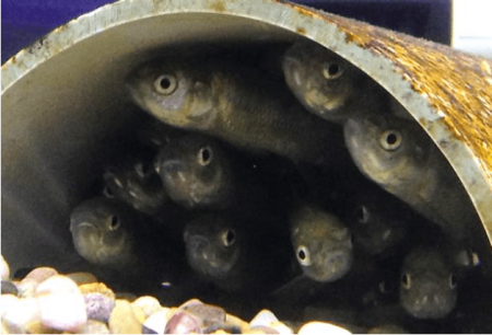 Can Fish Tell Us Anything About Post-Traumatic Stress Disorder ...