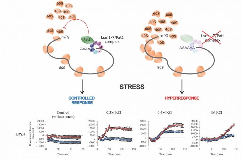 Exploring How An RNA-binding Protein Affects Stress-exposed Cells ...