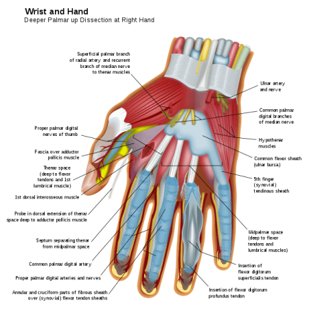 Parts Of The Hand | Science Trends