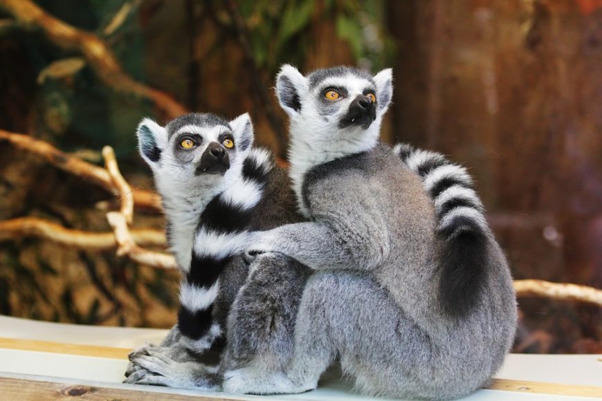 African Animals: From Savannah To Desert | Science Trends