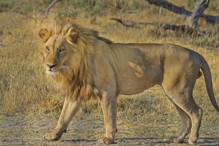 Where Do Lions Live: Lion Habitat - Science Trends