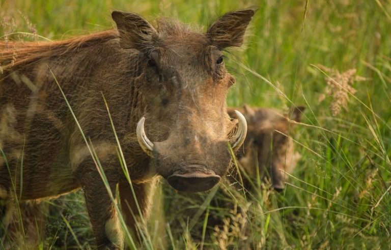 African Animals: From Savannah To Desert - Science Trends