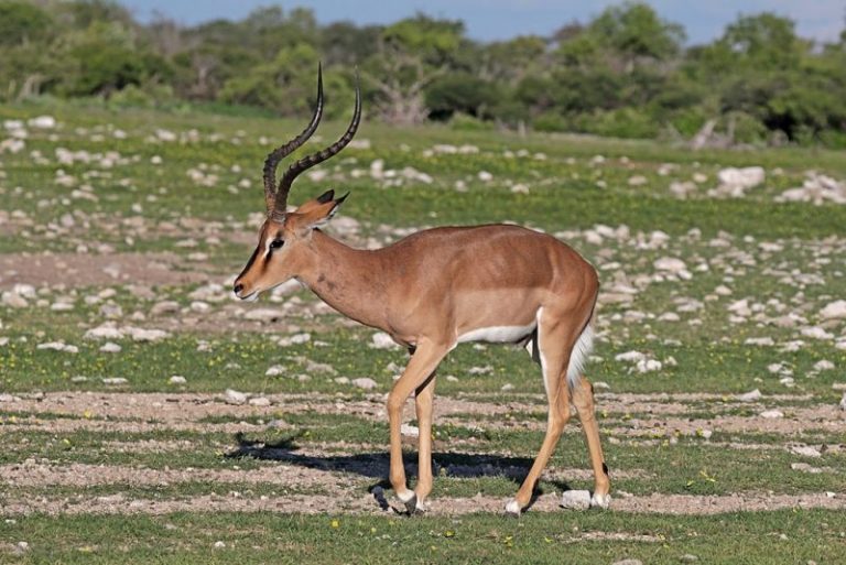 African Antelope Types - Science Trends