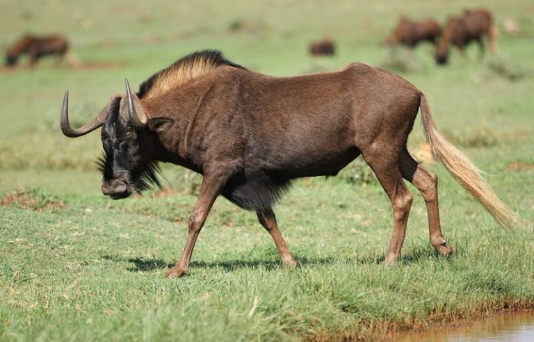 African Antelope Types - Science Trends