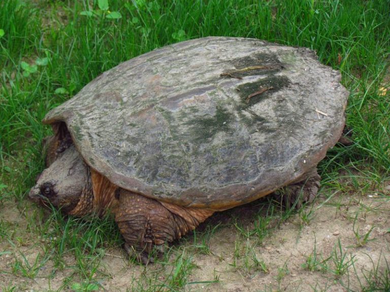 Are There Turtles Without A Shell? - Science Trends